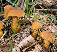Cortinarius callisteus = Rhabarberfüßiger Raukopf auf Briefmarken