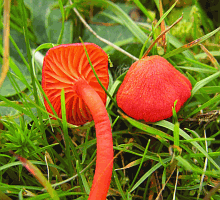 Hygrocybe helobia = Knoblauch-Saftling auf Briefmarken