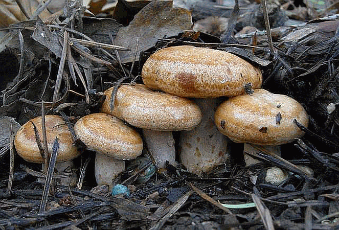 Lactarius rubrilacteus = Bleeding Milk Cap auf Briefmarken