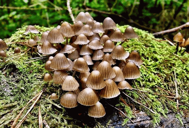 Mycena alcalina = Alkalischer Helmling auf Briefmarken