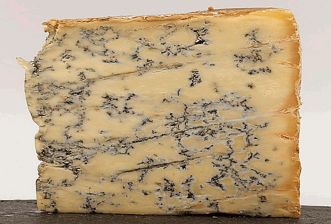 Penicillium Glaucum