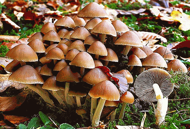 Psathyrella multipedata = Kahler Büschel-Mürbling auf Briefmarken