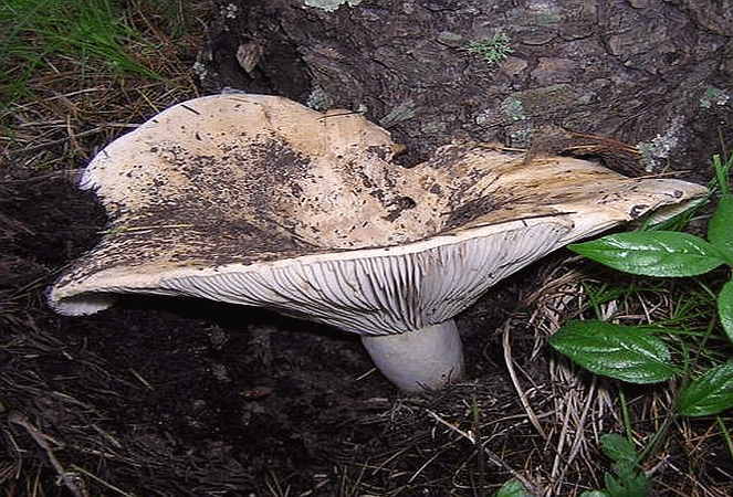 Russula brevipes = Short-stemmed Russula auf Briefmarken