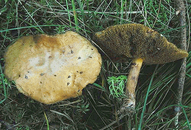Suillus flavidus = Moor-Röhrling auf Briefmarken
