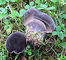 Tylopilus alboater = Black Velvet Bolete auf Briefmarken